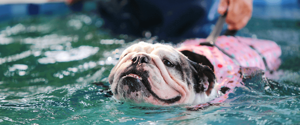 Are Dogs More Sensitive To Chlorine Than People