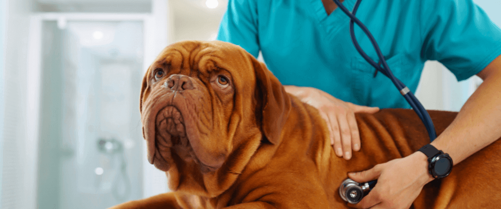 Intramuscular Injection Sites Dogs